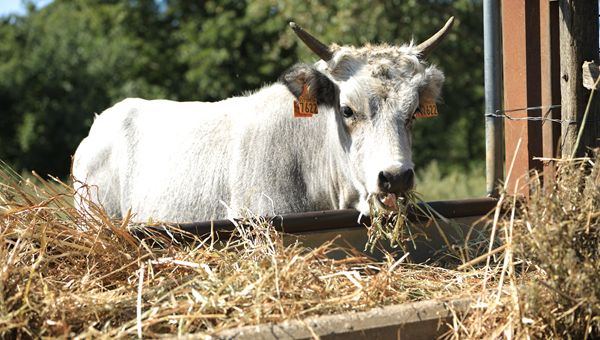 HQF prosegue sviluppo filiera produttiva con acquisizione Cornelia Agricola